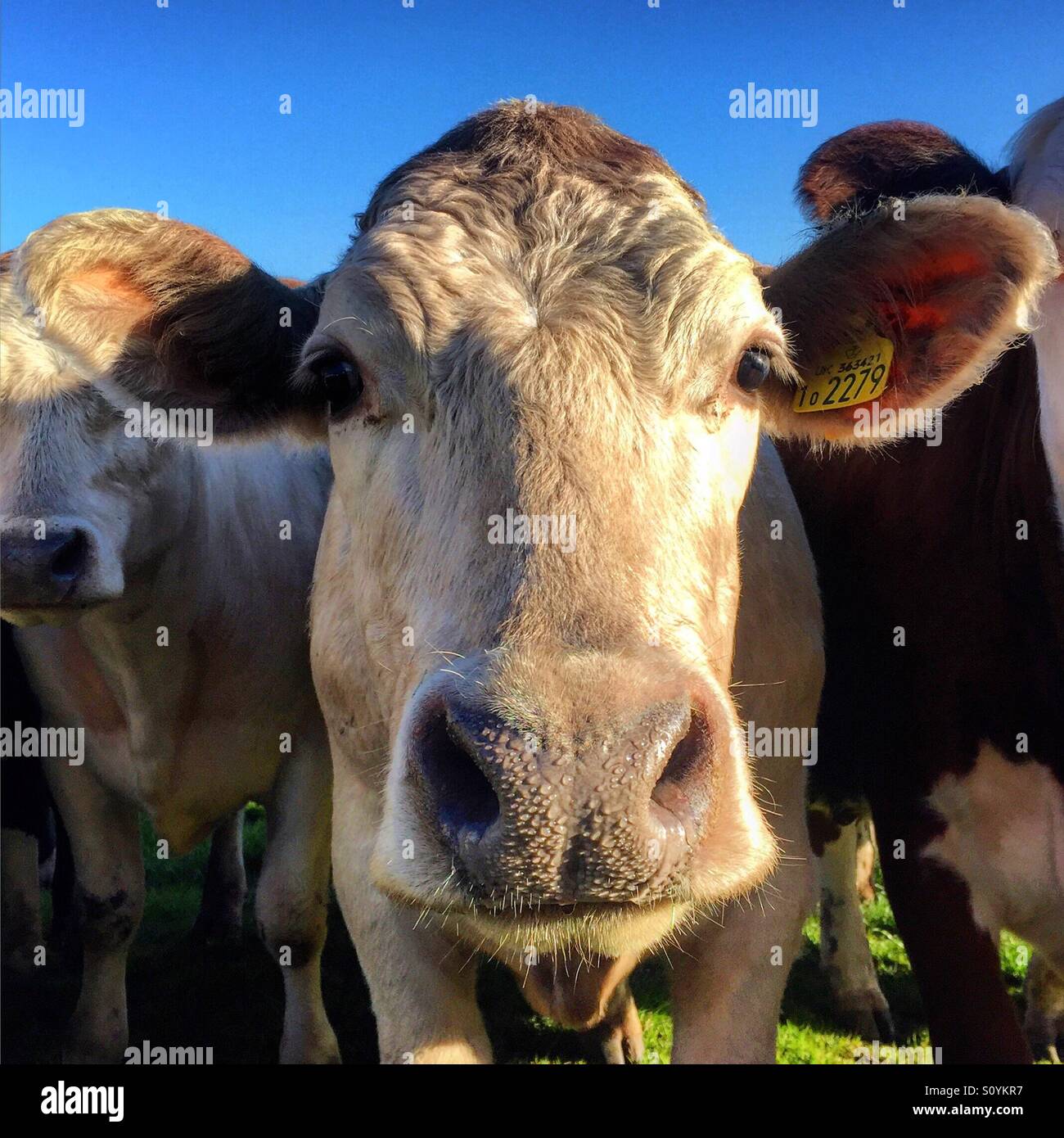 Visage de vache Banque de photographies et d’images à haute résolution ...