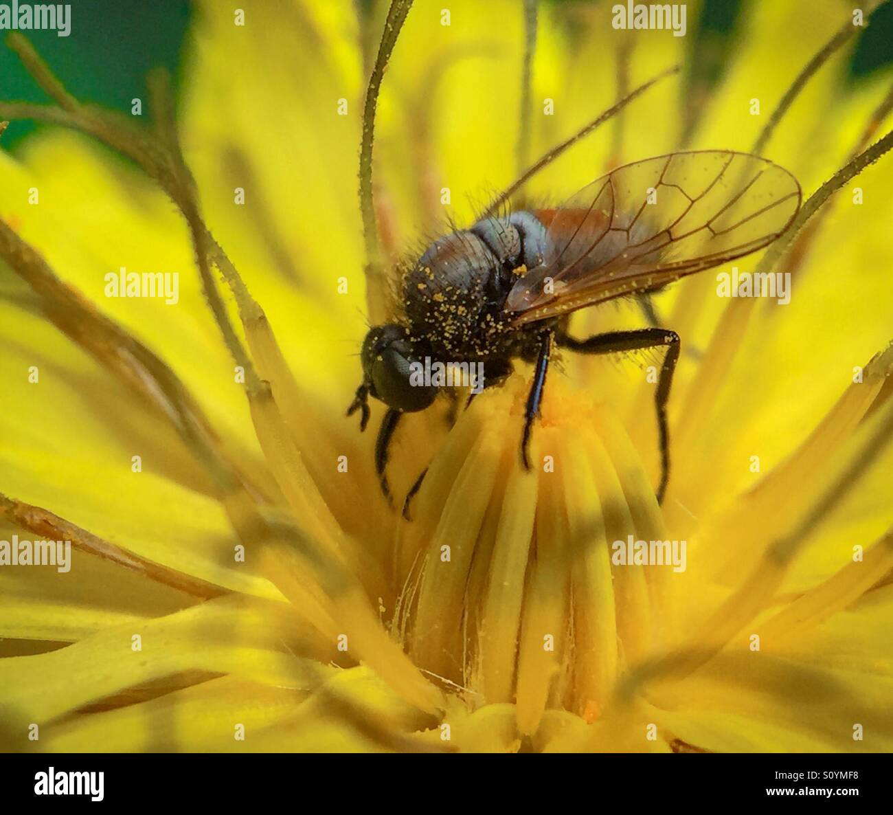 Macro insecte Banque de photographies et d’images à haute résolution ...