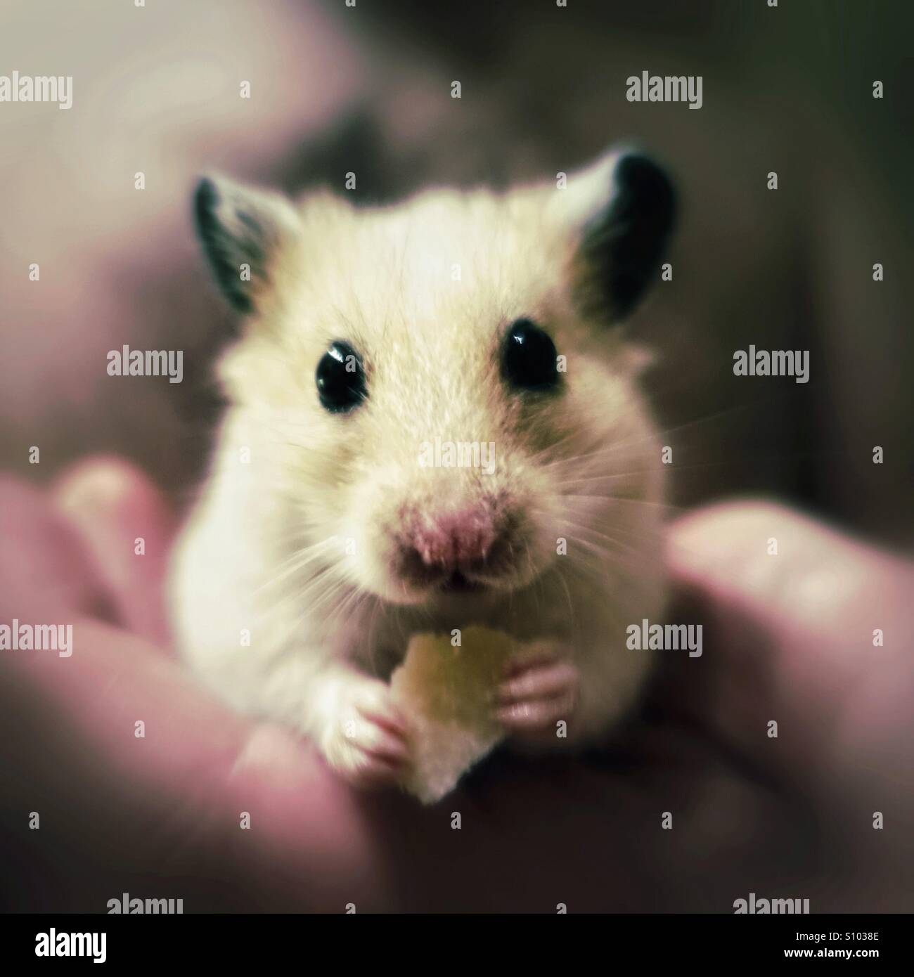Cute hamster Banque de photographies et d’images à haute résolution - Alamy