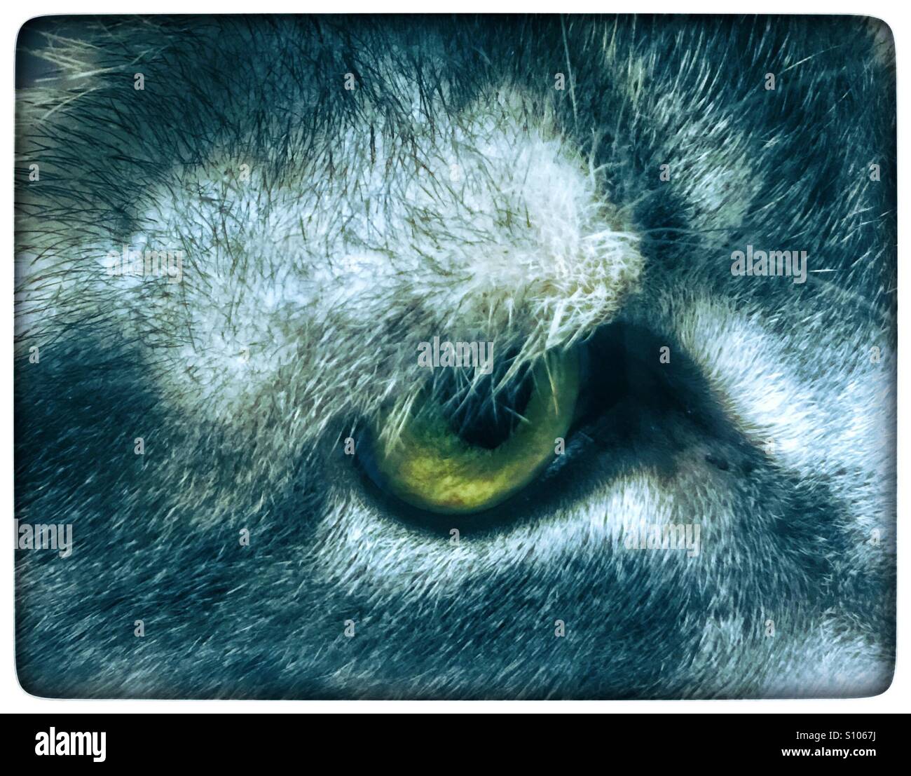 Oeil du chat Banque de photographies et d’images à haute résolution - Alamy