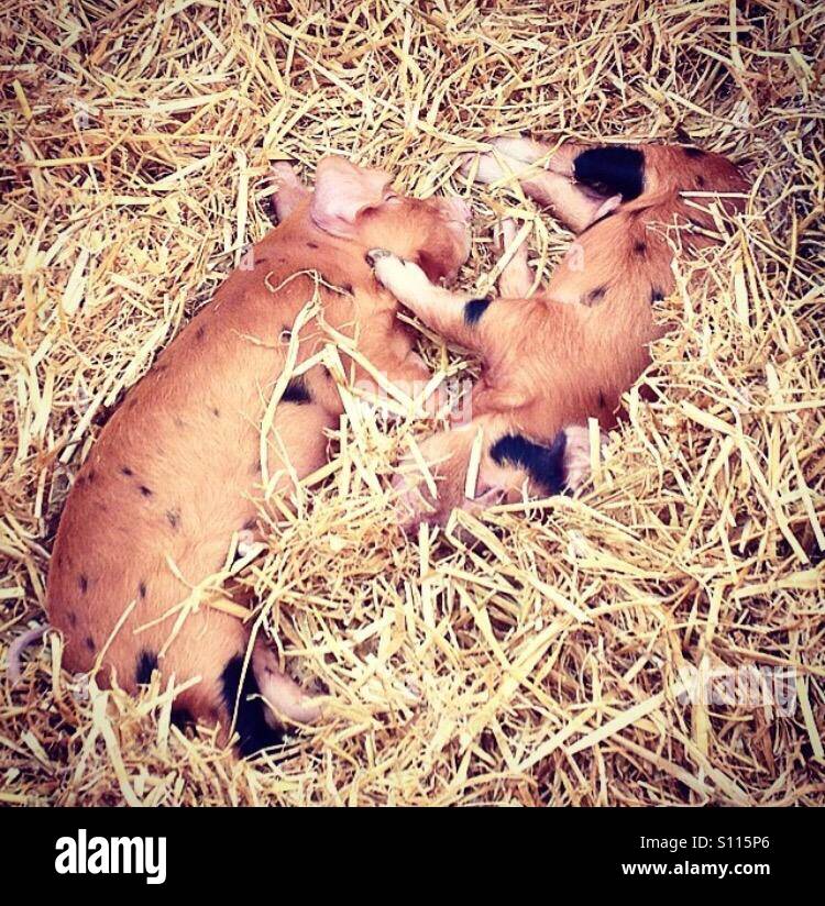Sleeping pigs Banque de photographies et d’images à haute résolution ...