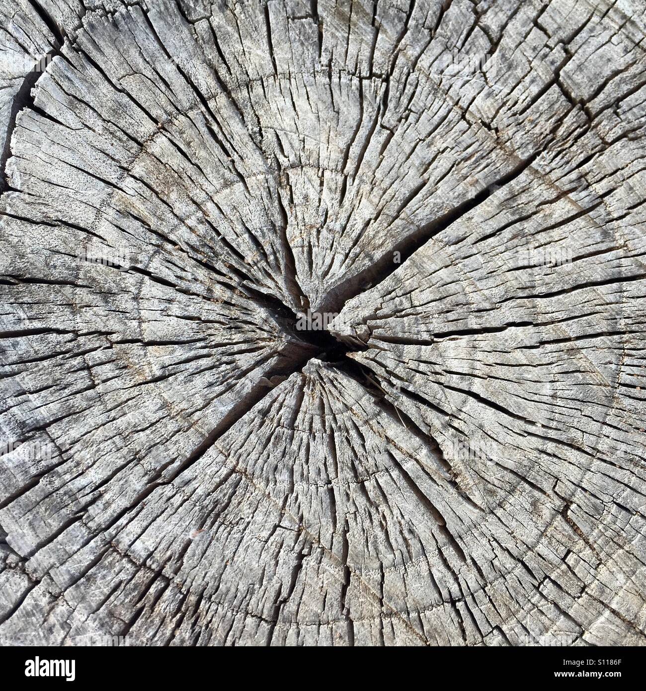 Texture de tronc d'arbre Banque de photographies et d’images à haute ...