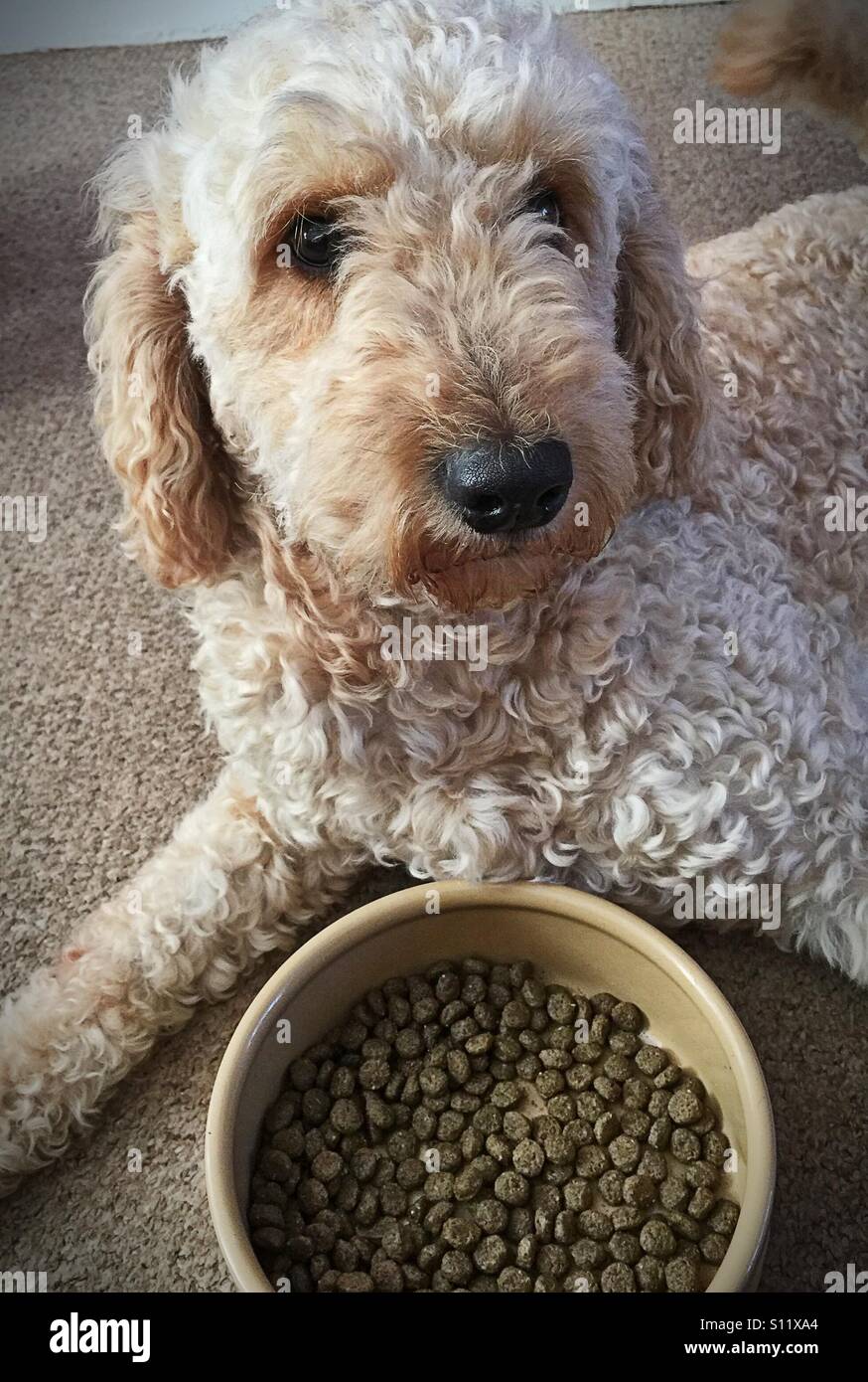 Labradoodles beige Banque de photographies et d’images à haute ...