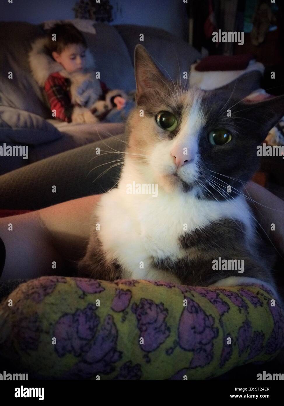 Chat loup garou Banque de photographies et d’images à haute résolution ...