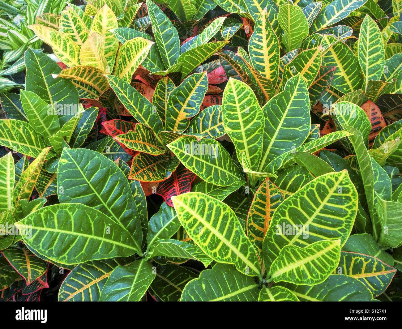 Croton plants Banque de photographies et d’images à haute résolution ...