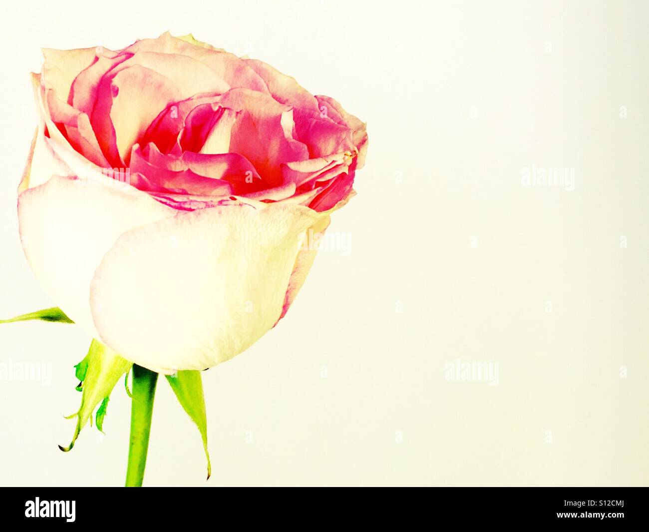 Roses deux tons Banque de photographies et d’images à haute résolution ...