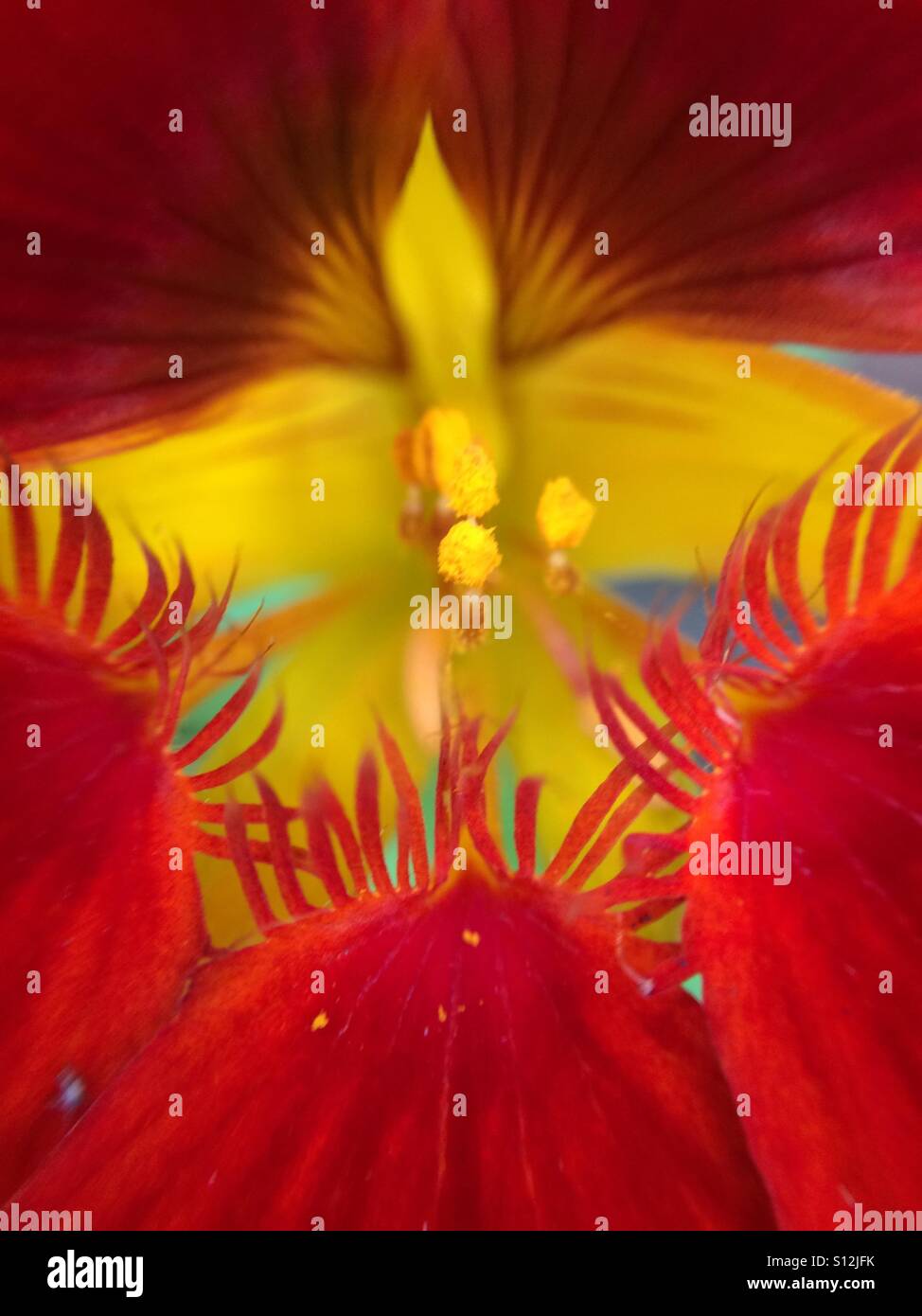 Capucine rouge Banque de photographies et d’images à haute résolution ...