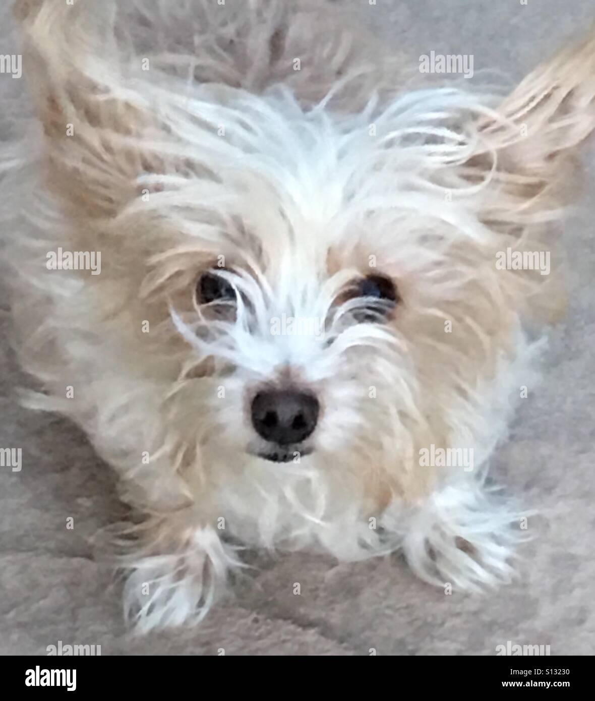 Face à l'image d'un chiot cute gremlin Photo Stock - Alamy
