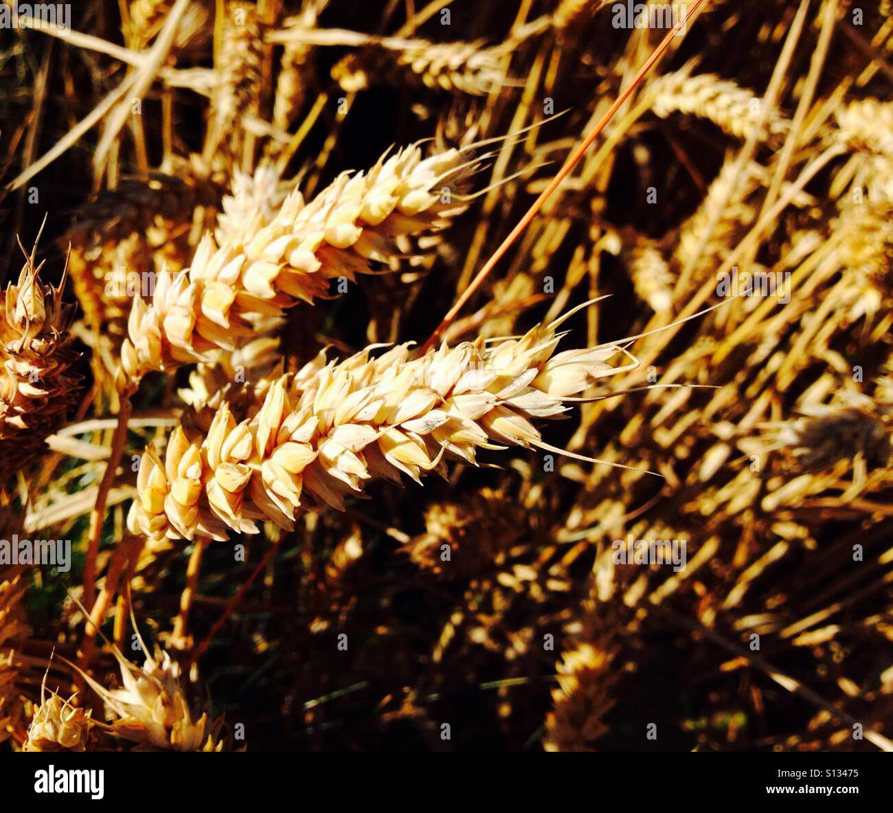 Epis de bles Banque de photographies et d’images à haute résolution - Alamy