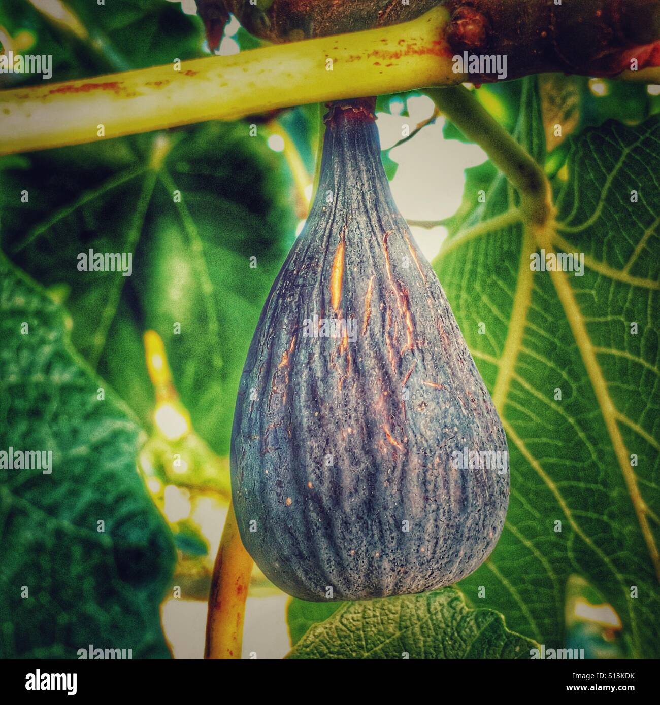 Fig ficus carica Banque de photographies et d’images à haute résolution ...