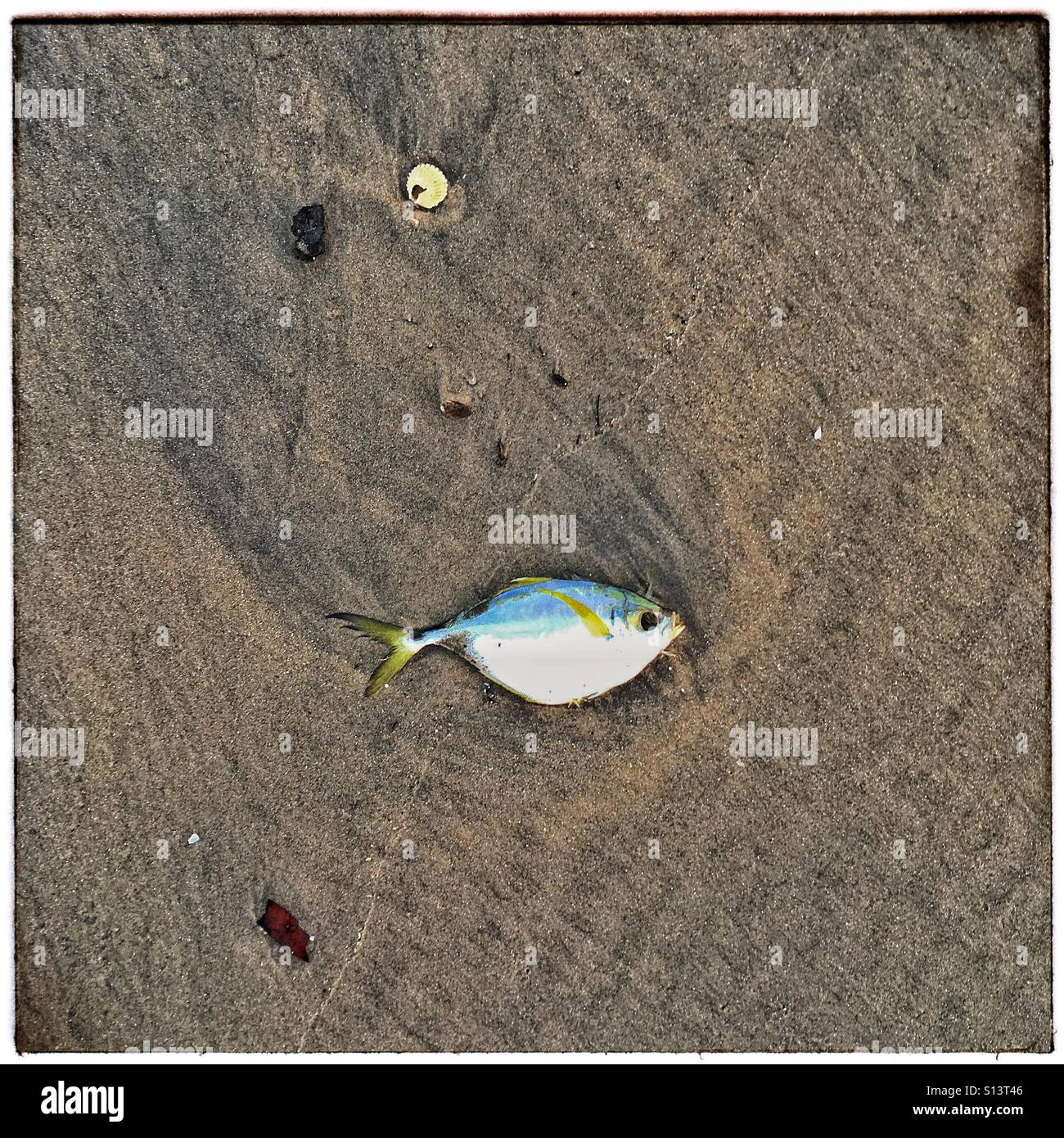 Sable de poisson Banque de photographies et d’images à haute résolution ...