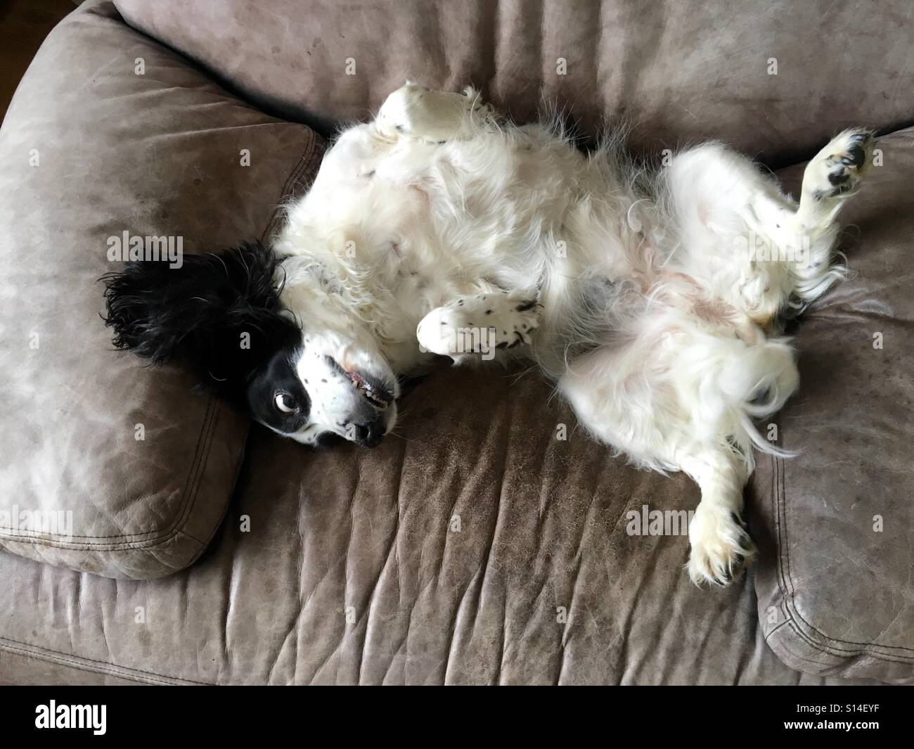 Cocker noir et blanc détente sur son dos dans un fauteuil. Avec un ...