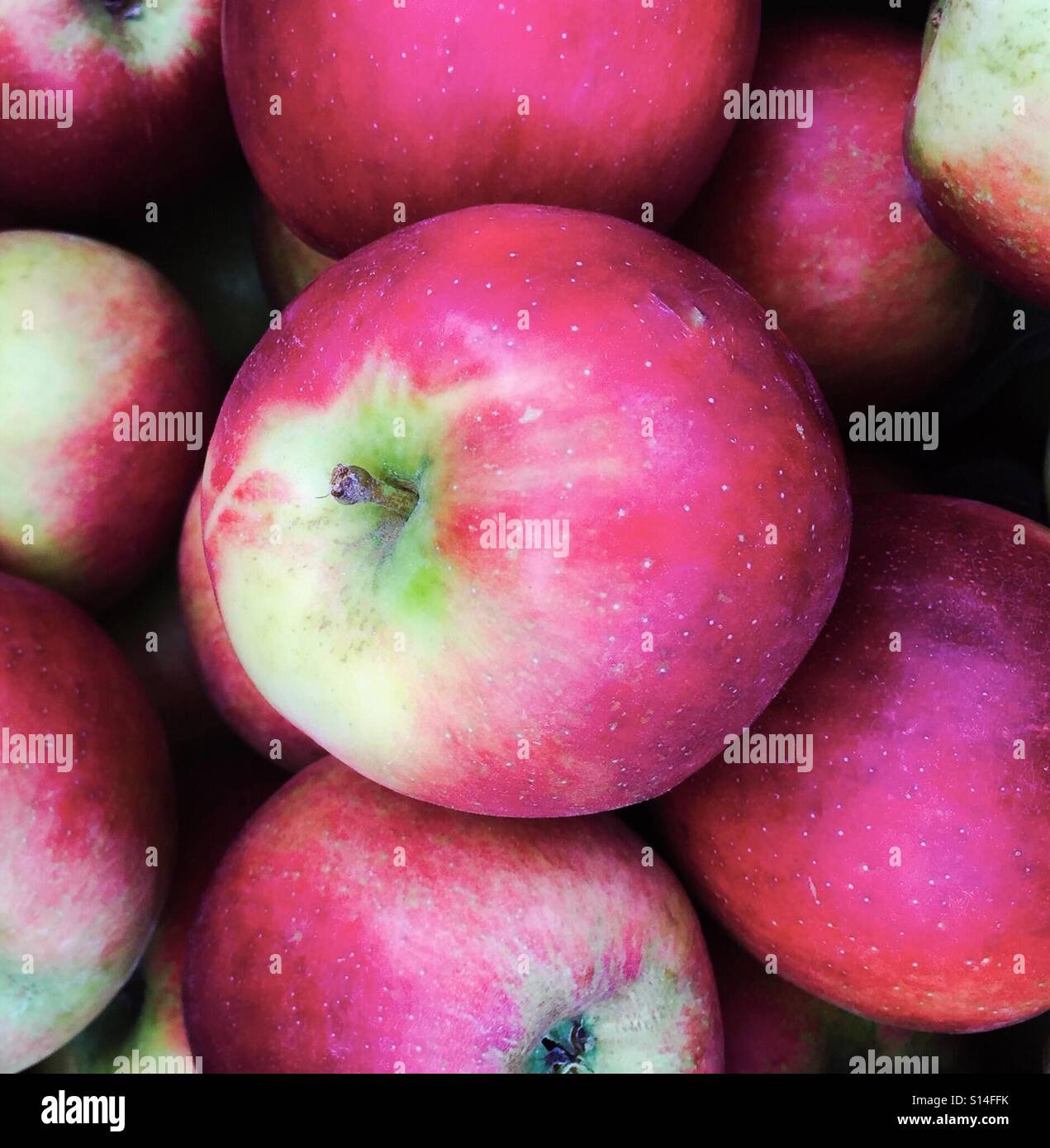 Fruits Rouges De Montagne Banque d'image et photos - Alamy