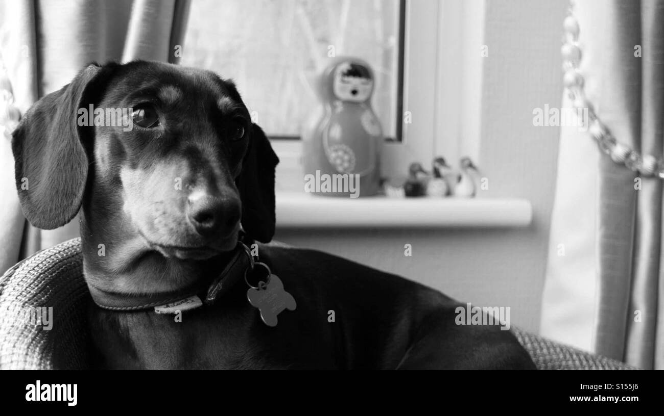 Chiot chien de saucisse Banque d'images noir et blanc - Alamy