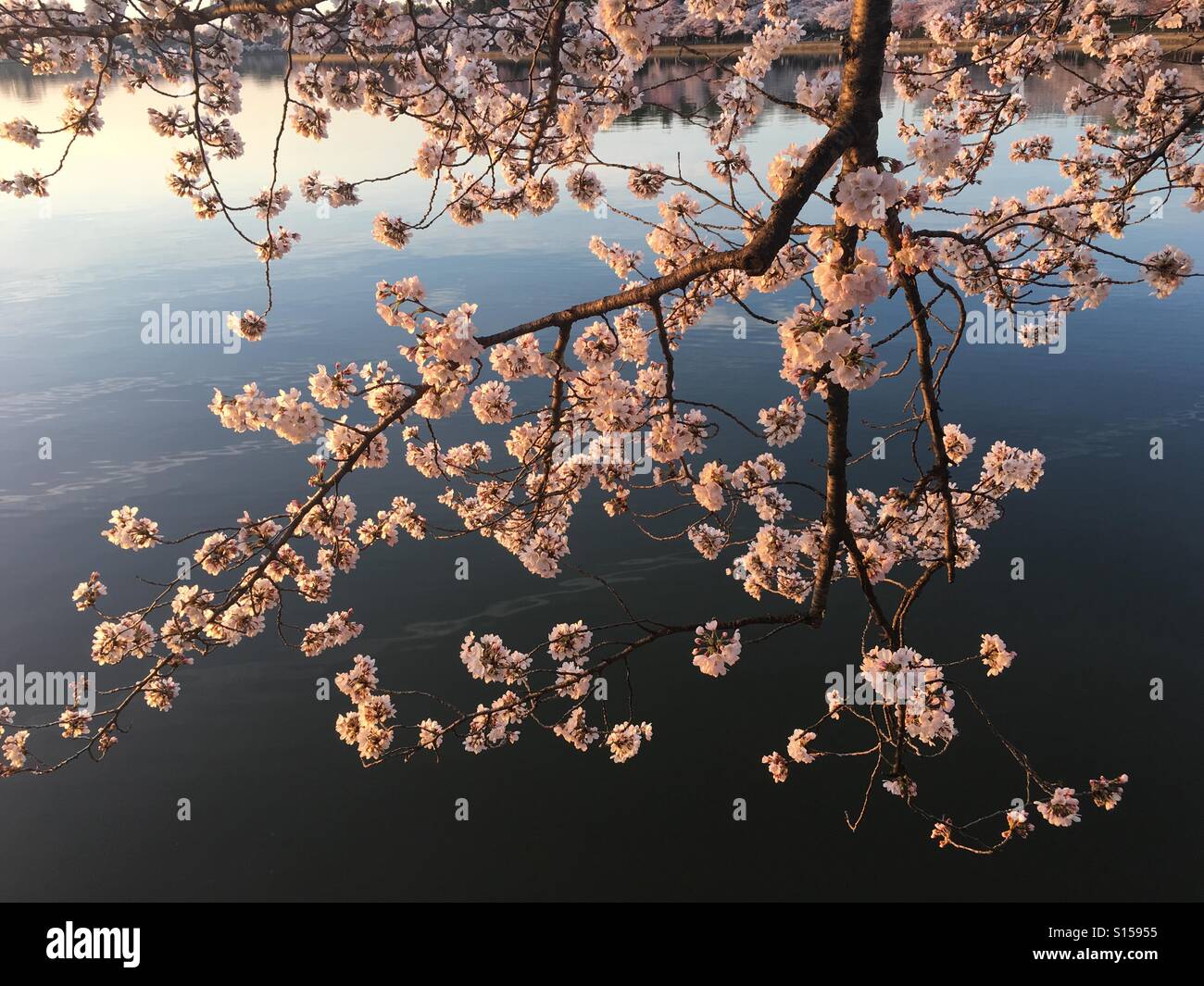 Washington dc fleurs de cerisier Banque de photographies et d’images à ...