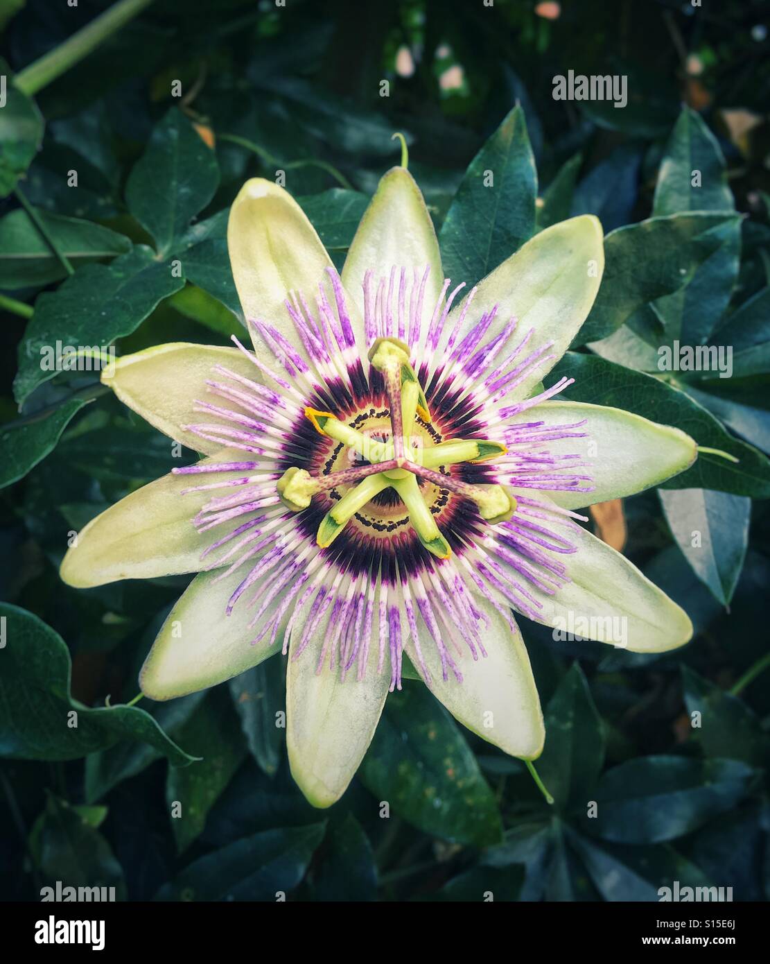 Passionfruit flower Banque de photographies et d’images à haute ...