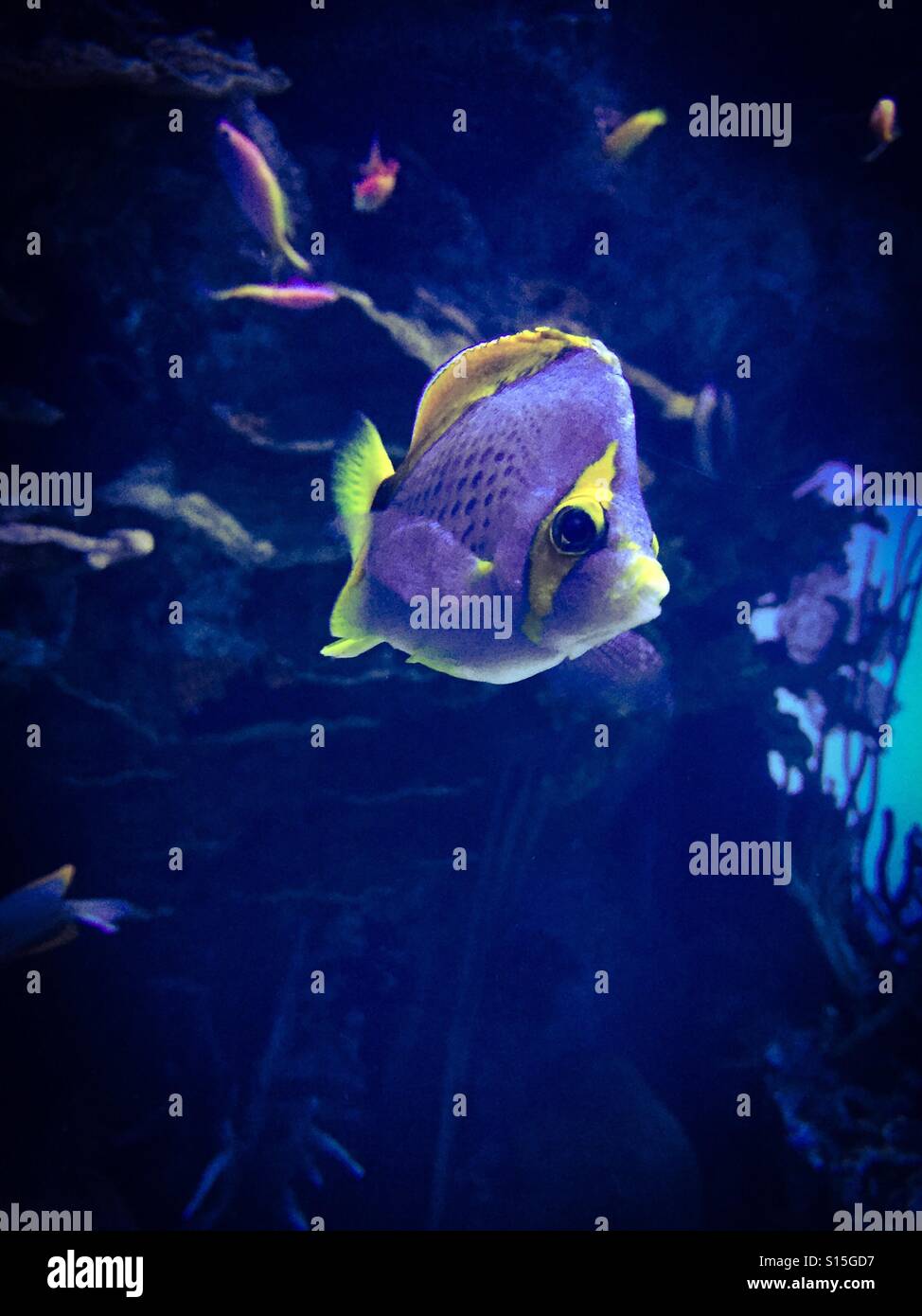 Poisson violet avec aileron et queue jaunes Banque de photographies et ...