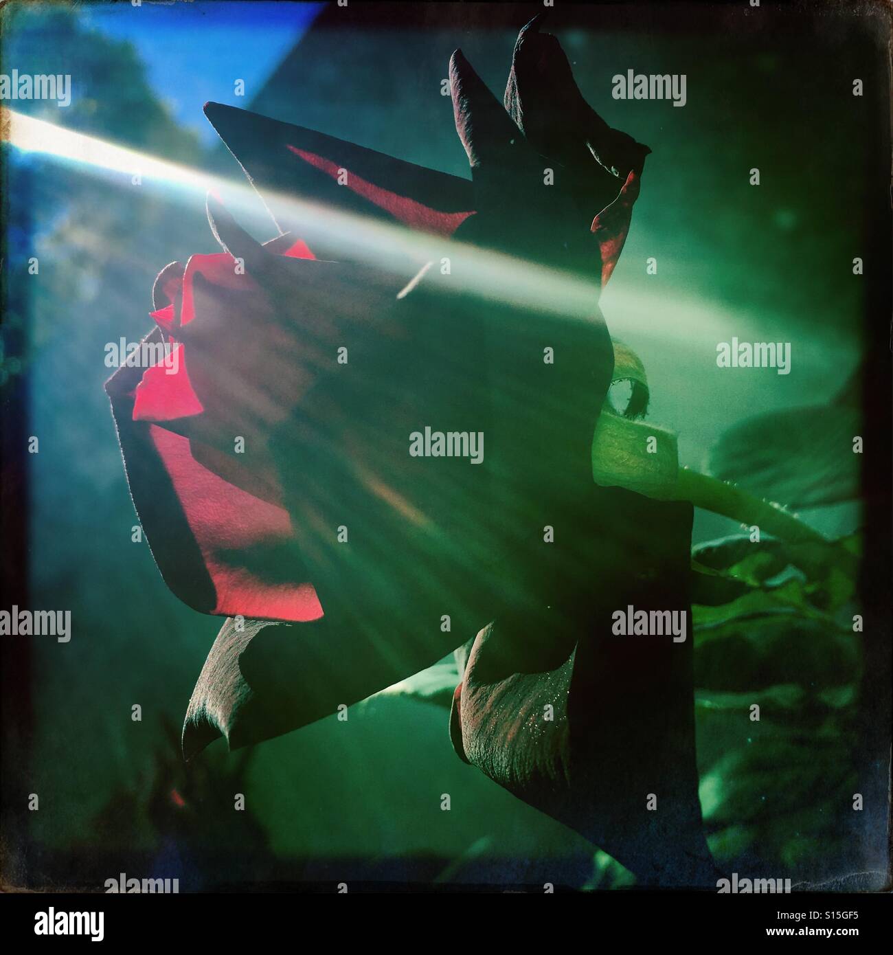 Rose noire Banque de photographies et d’images à haute résolution - Alamy