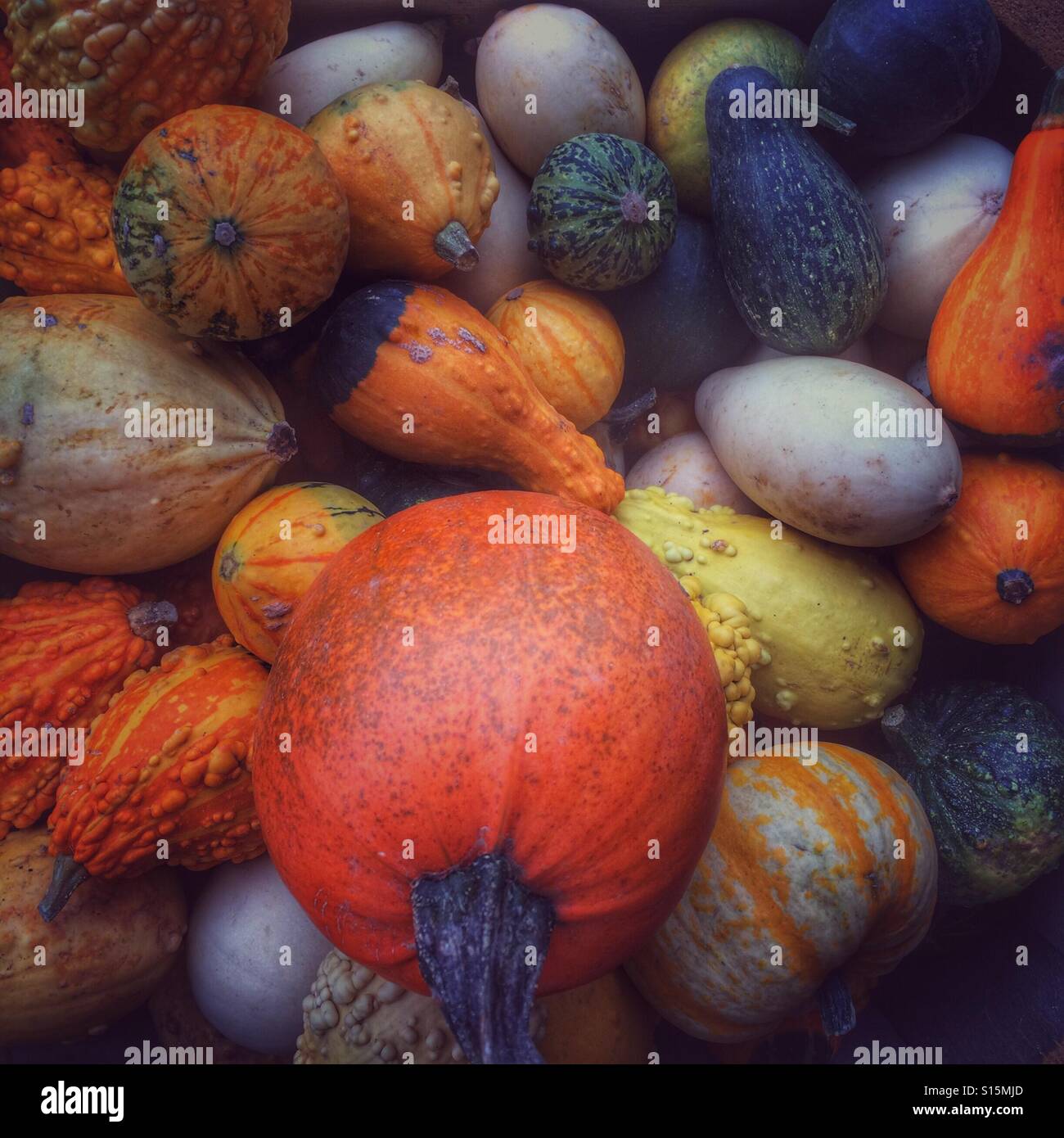 Courges et gourdes Banque de photographies et d’images à haute ...