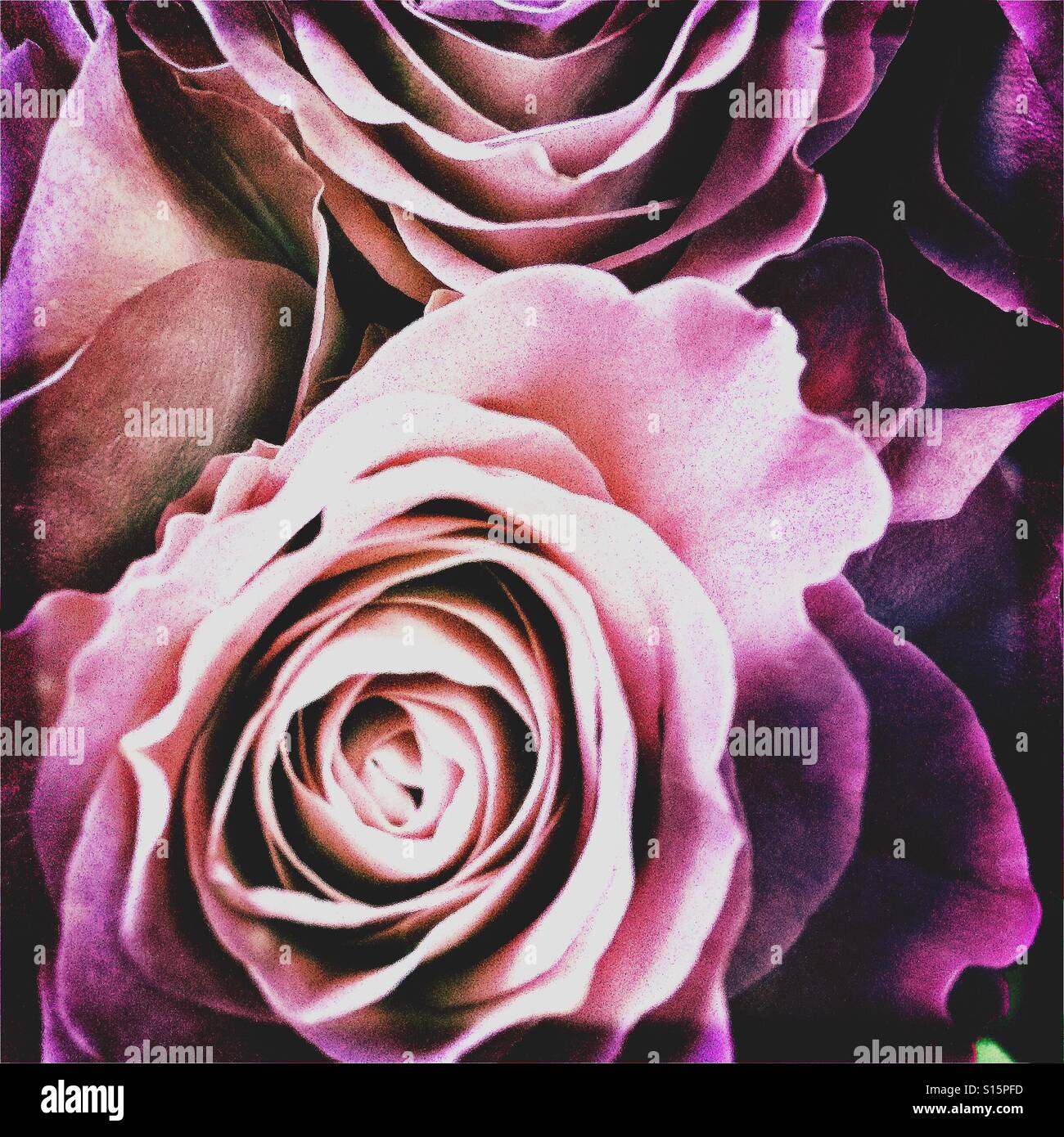 Beau bouquet de rose Banque de photographies et d’images à haute ...