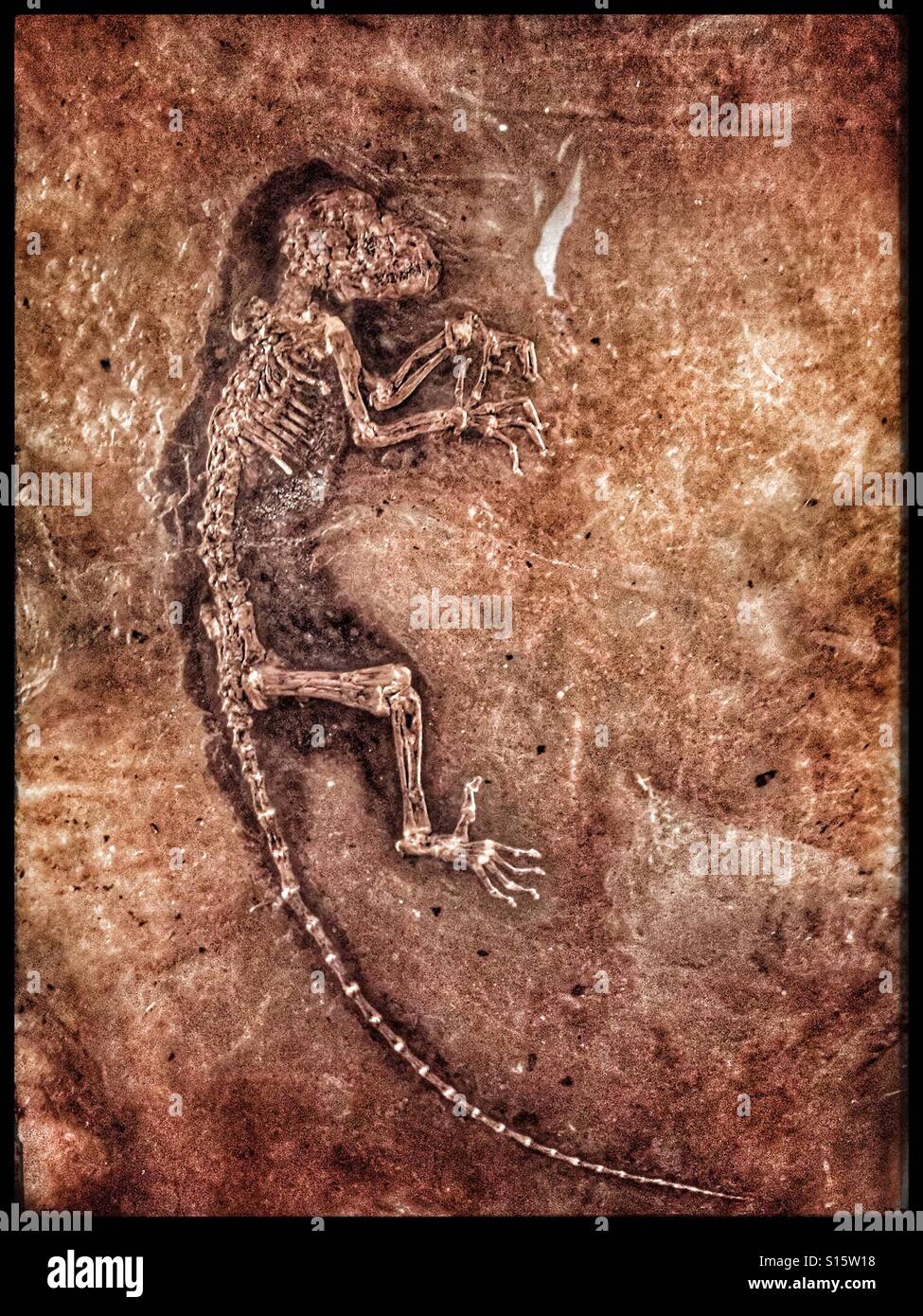 Fossile de primate Banque de photographies et d’images à haute ...