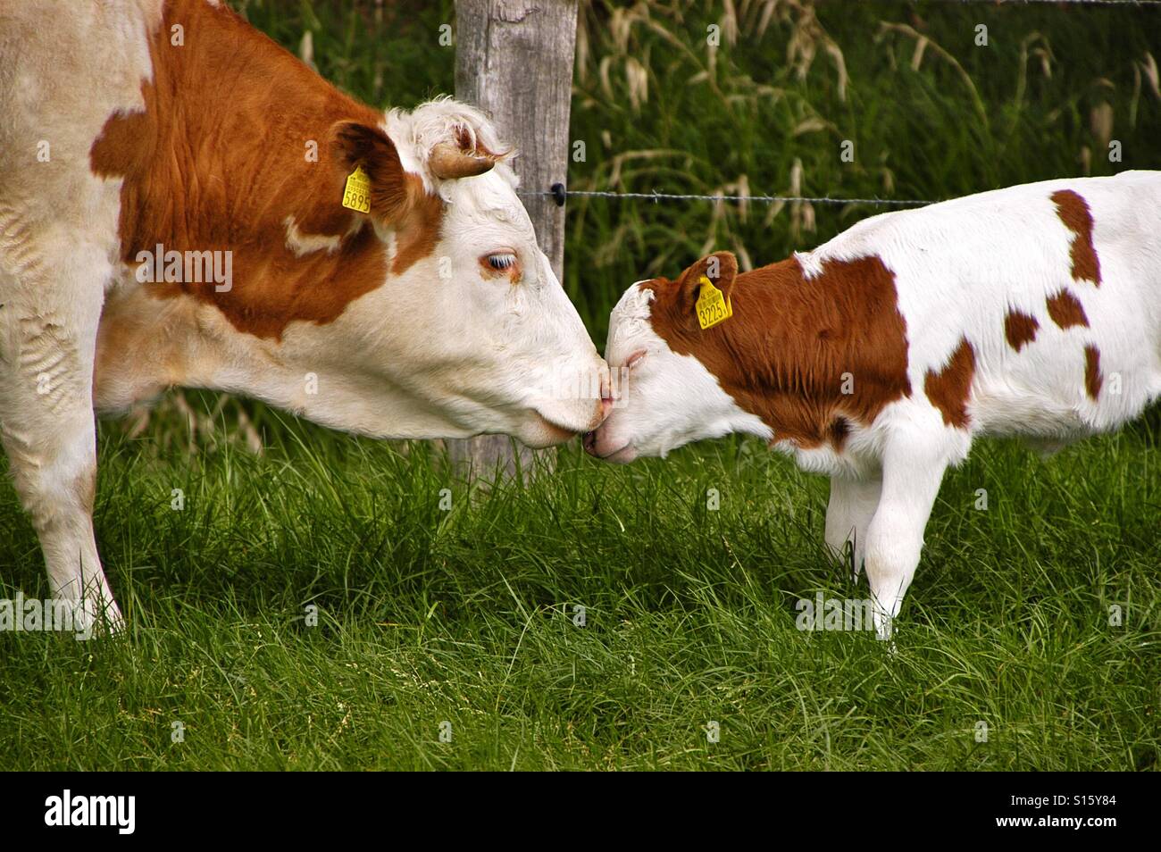 C'est vache mère veau bébé Photo Stock - Alamy