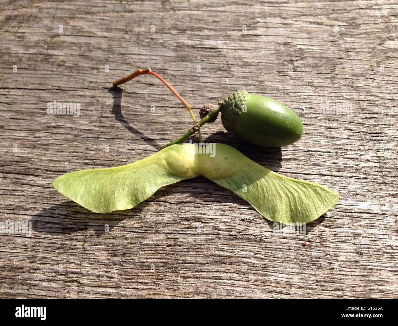Les fruits d'automne Banque de photographies et d’images à haute ...