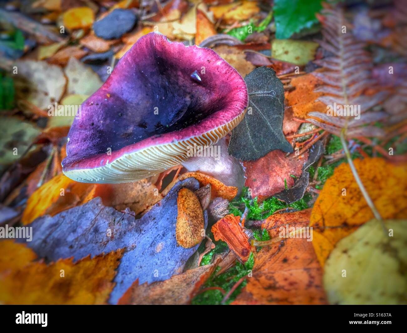 Feuilles de champignons Banque de photographies et d’images à haute ...