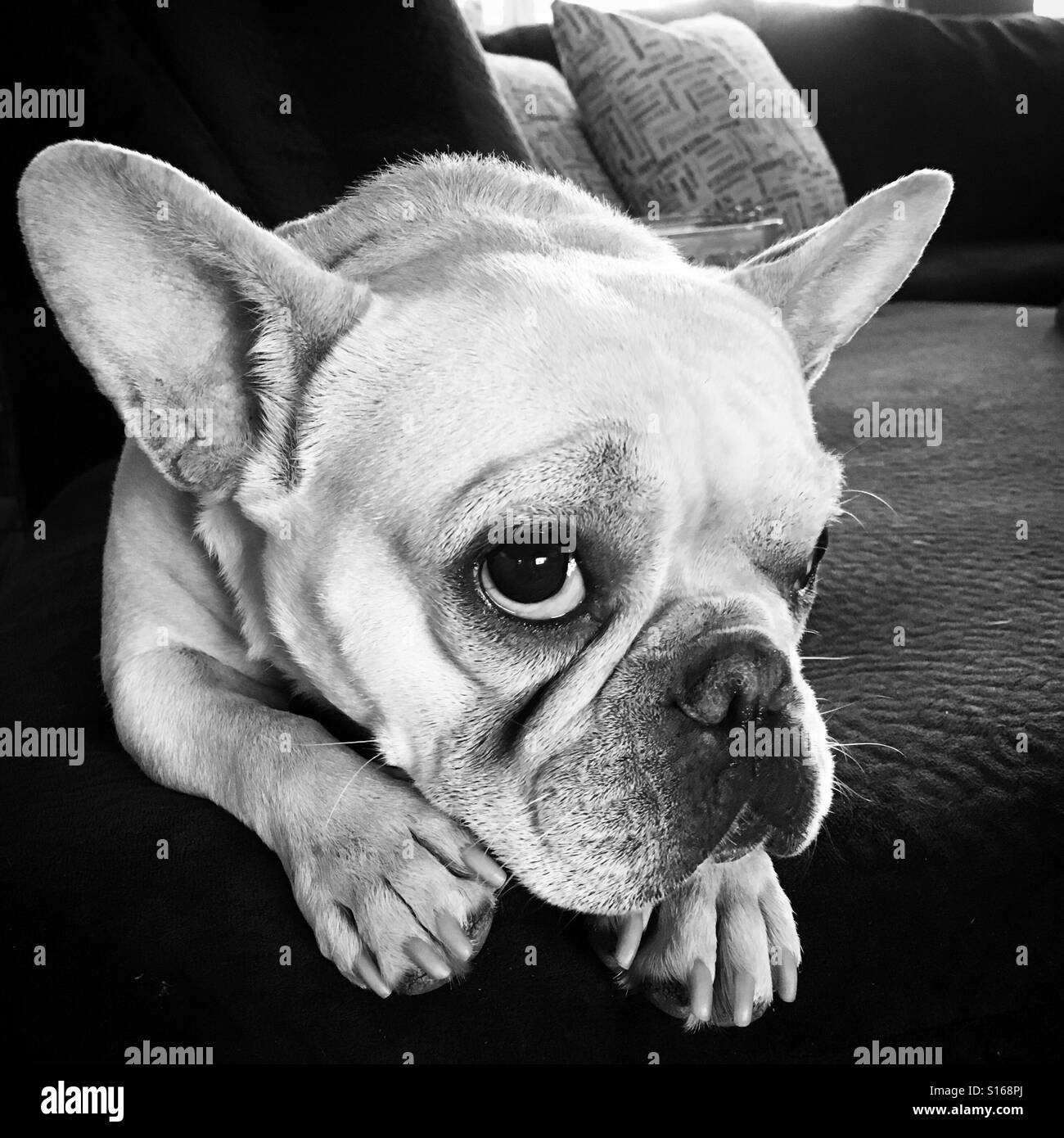 Yeux tristes Banque de photographies et d’images à haute résolution - Alamy