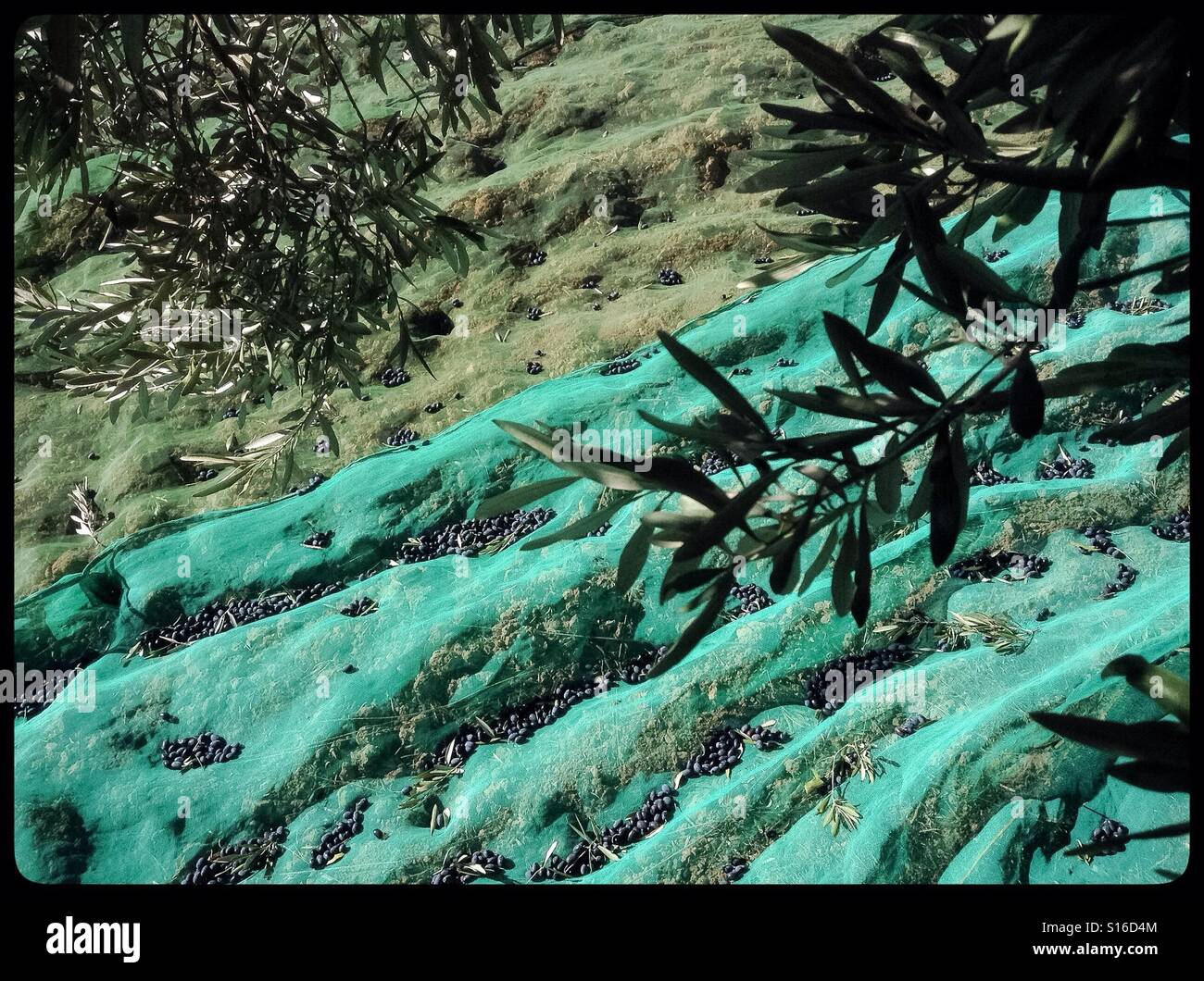 La récolte des olives à la main Empeltre pour l'huile d'olive extra ...