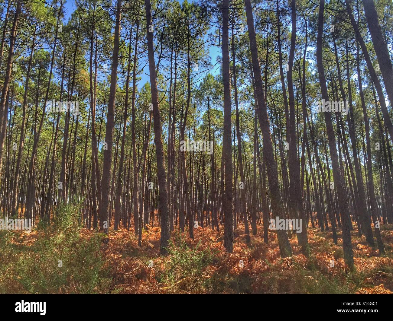 Forest of les landes Banque de photographies et d’images à haute ...