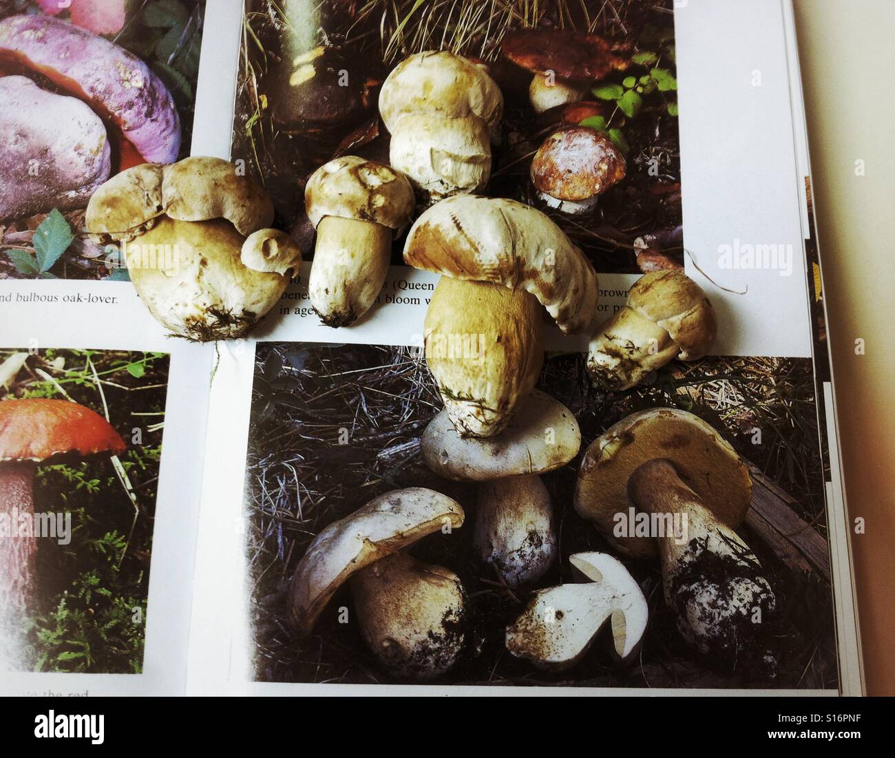 Identification des champignons Banque de photographies et d’images à ...