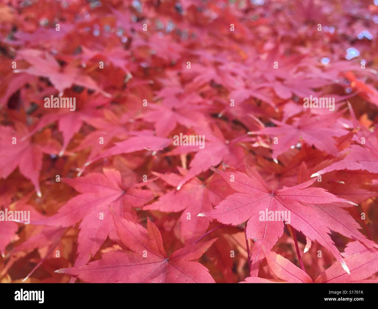 érable rouge japonais Banque de photographies et d’images à haute ...