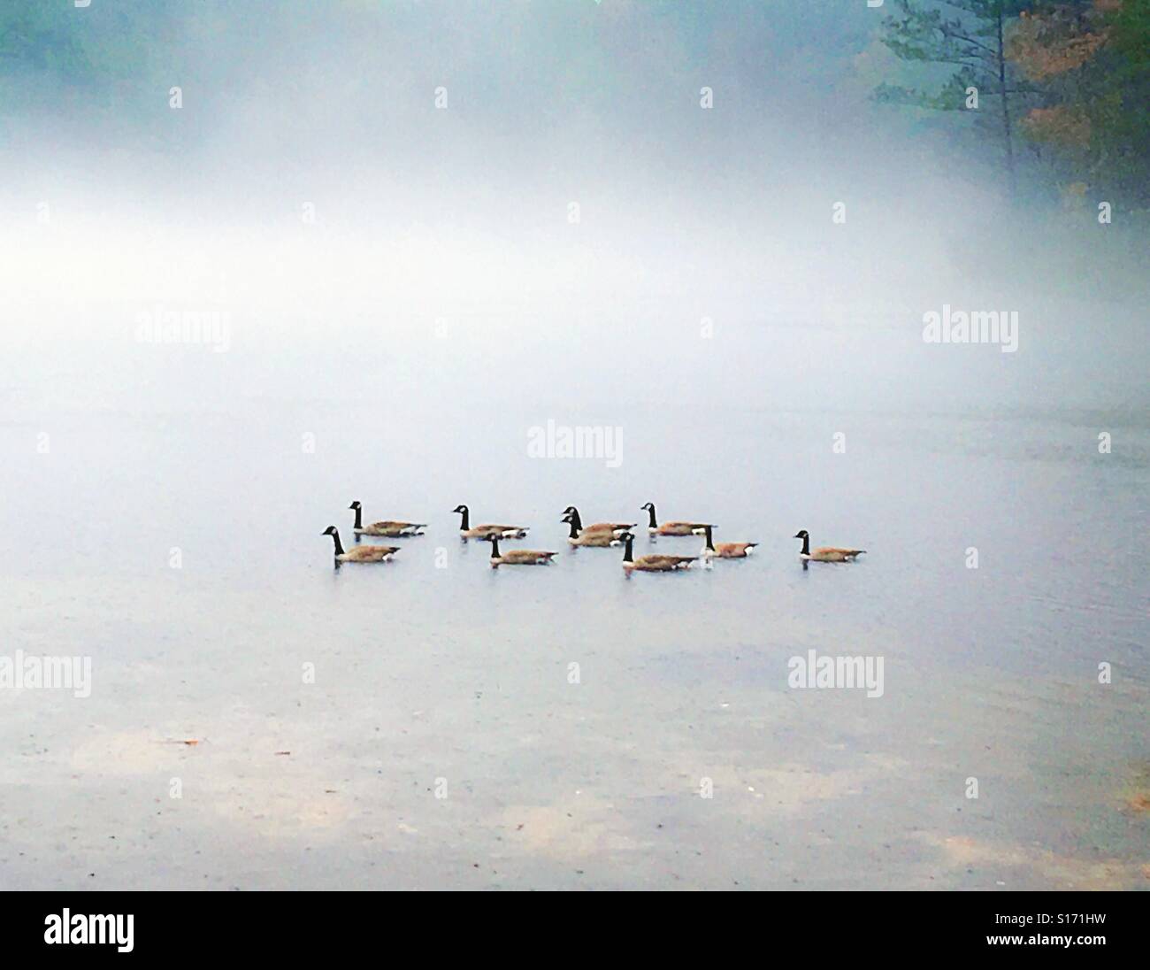 Brouillard et oiseaux Banque de photographies et d’images à haute ...