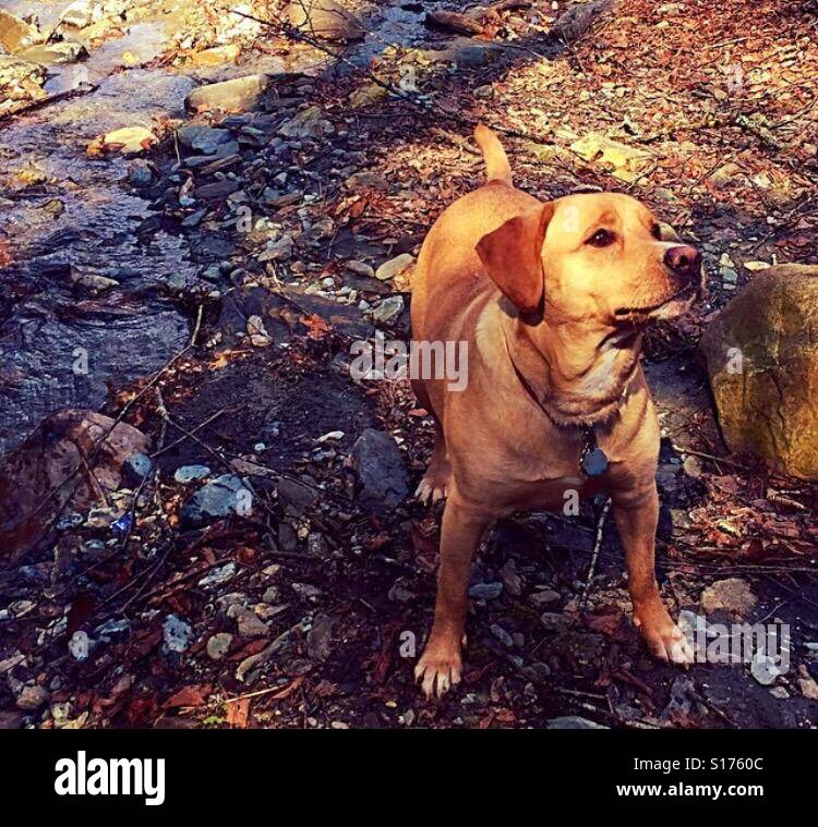 Chien jaune Banque de photographies et d’images à haute résolution - Alamy