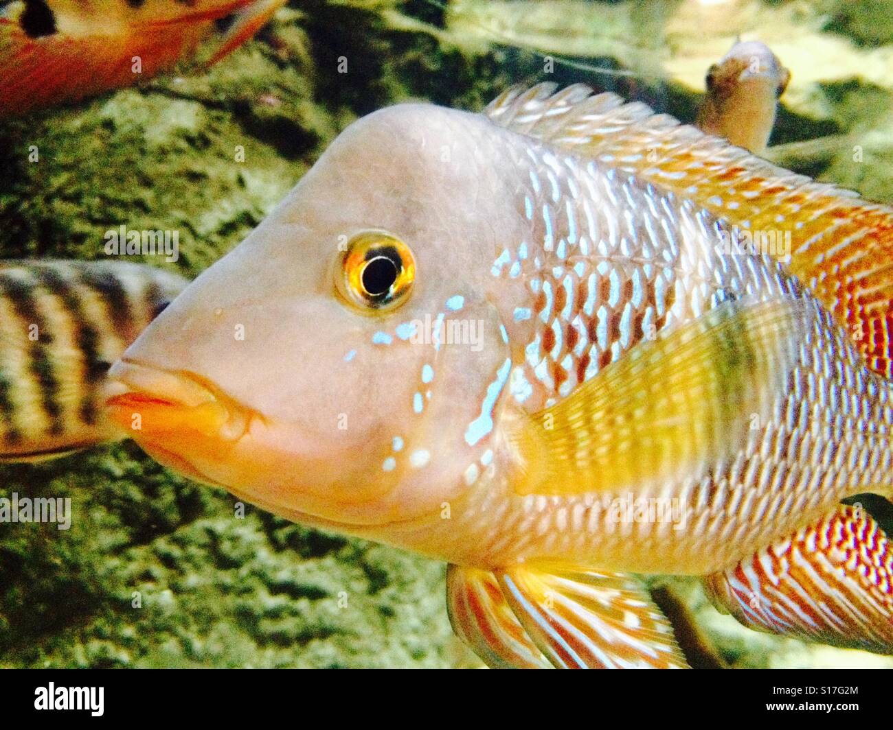 Poisson bleu et jaune Banque de photographies et d’images à haute ...
