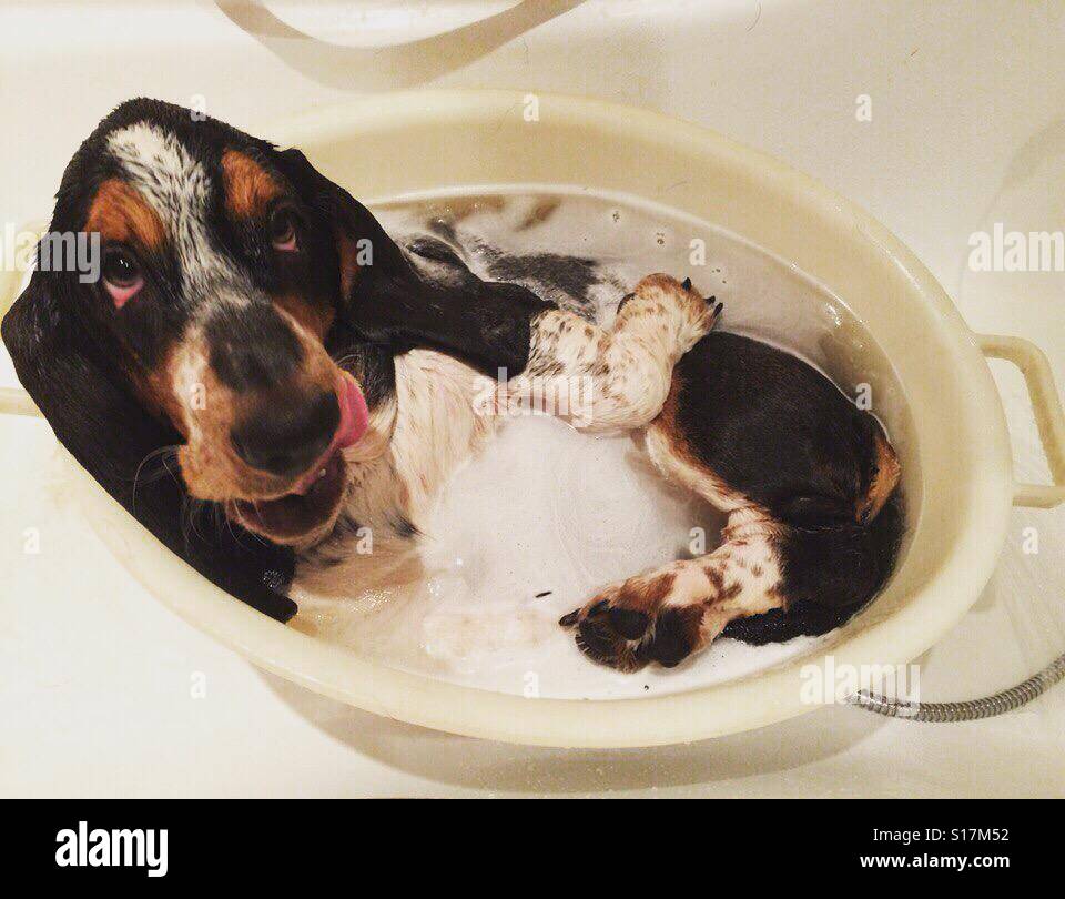 Lavage de chien Banque de photographies et d’images à haute résolution ...