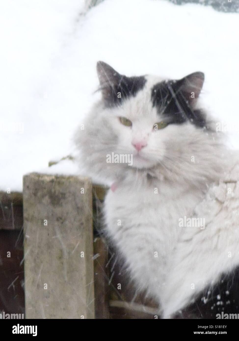 Chat neige Banque de photographies et d’images à haute résolution - Alamy