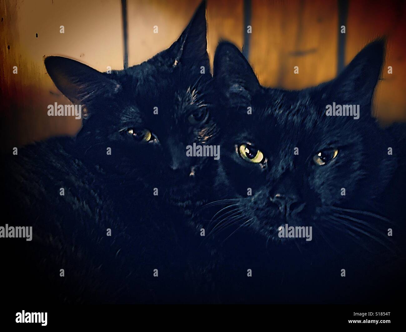 Chats calicot Banque de photographies et d’images à haute résolution ...