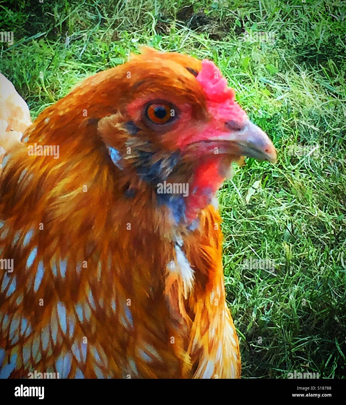 Chicken head Banque de photographies et d’images à haute résolution - Alamy