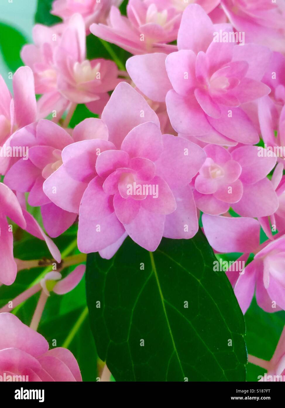 Petites fleurs roses Banque de photographies et d’images à haute ...