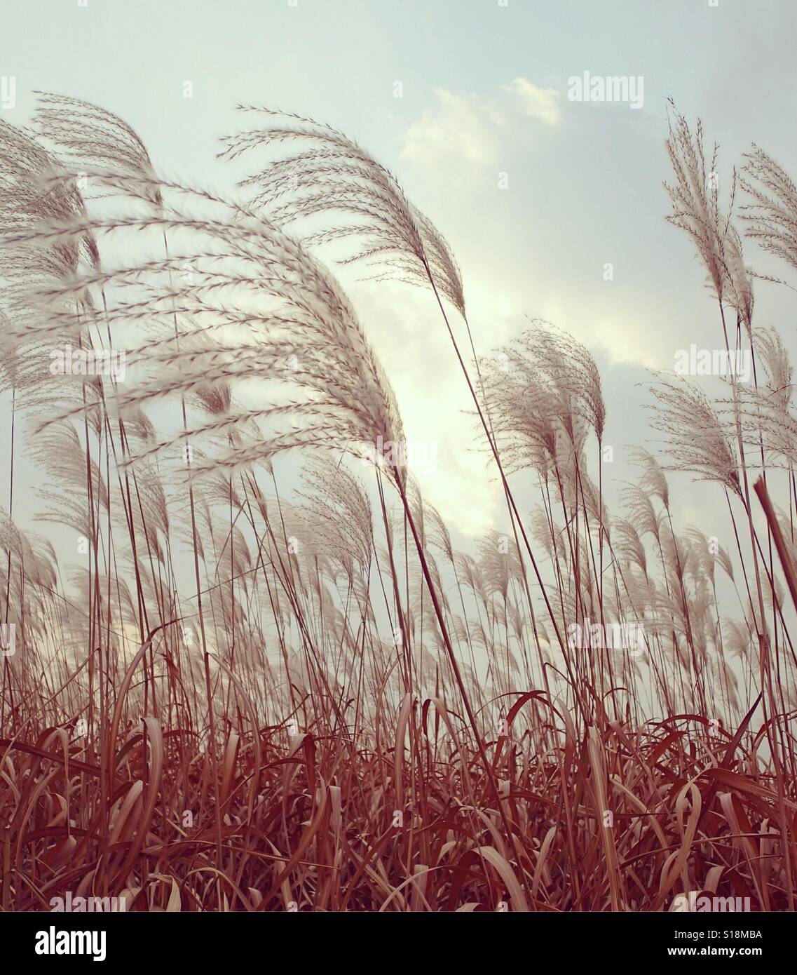 Halu halu Banque de photographies et d’images à haute résolution - Alamy