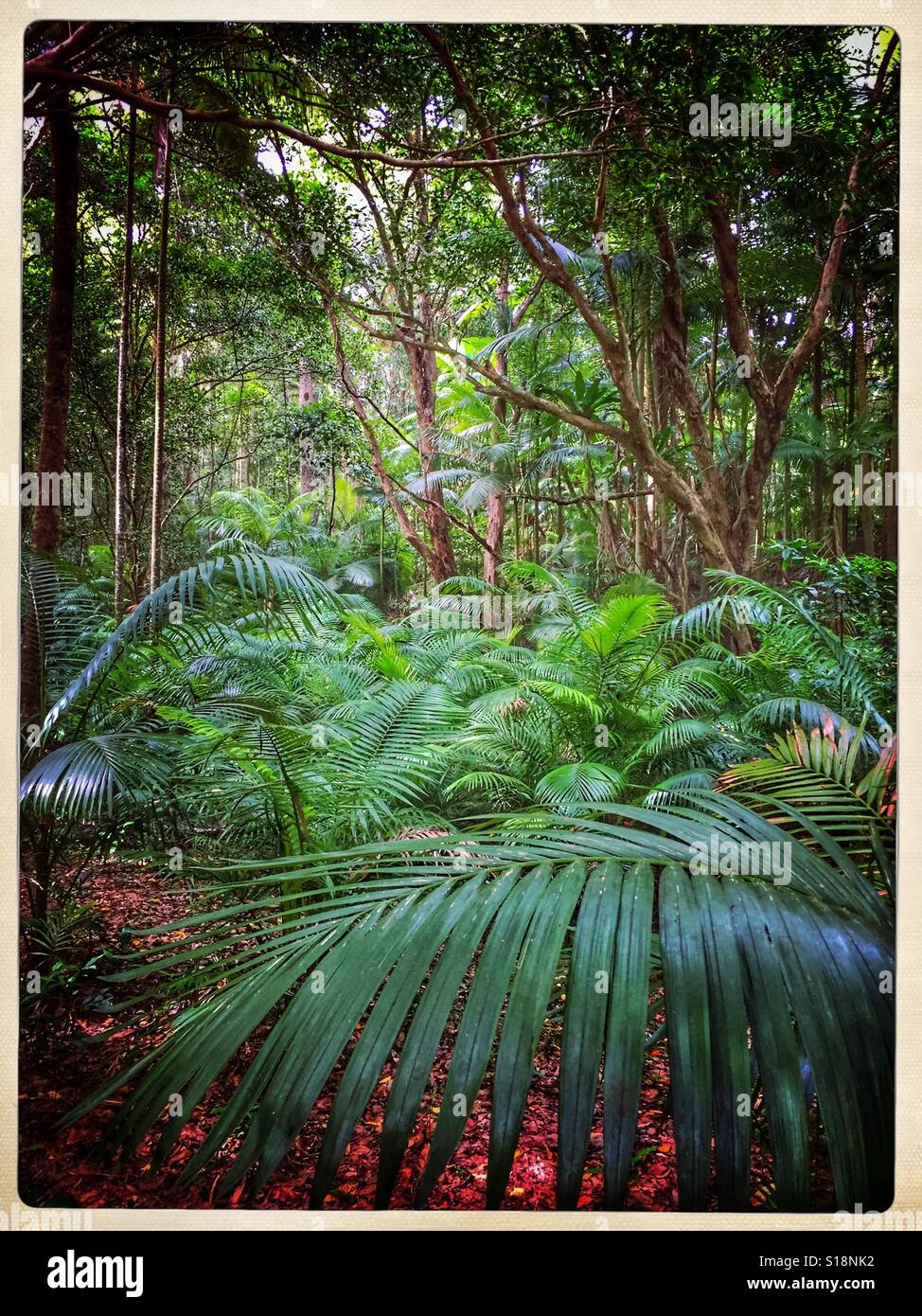 Deep in the jungle Banque de photographies et d’images à haute ...