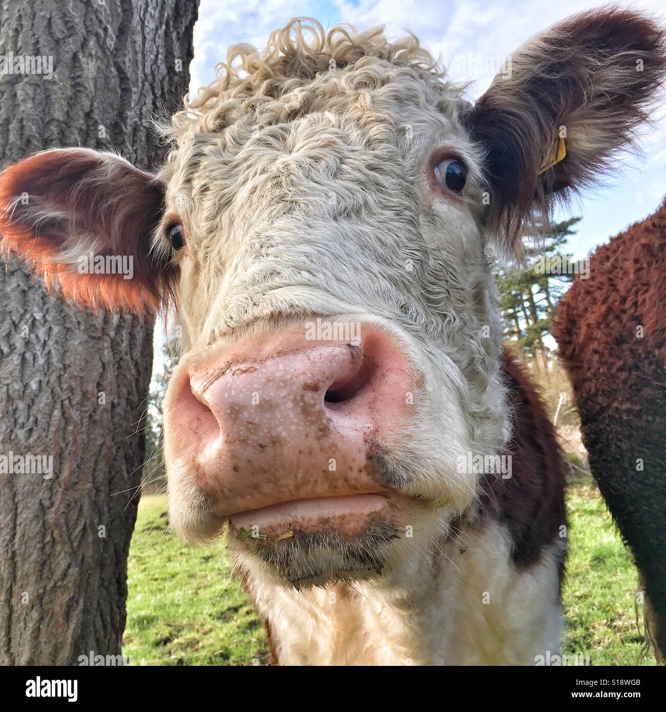 Cute face cow Banque de photographies et d’images à haute résolution ...