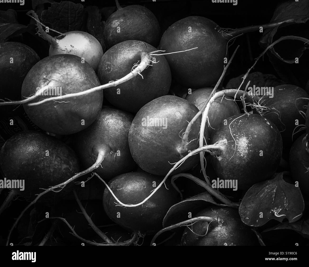 Radis racines Banque de photographies et d’images à haute résolution ...