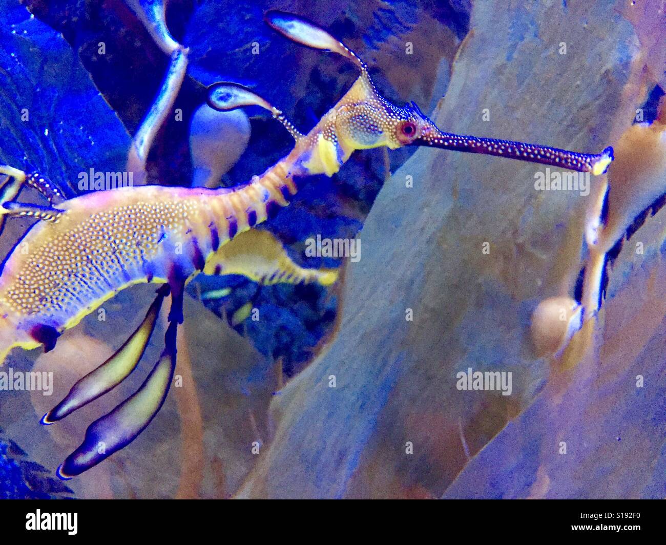 Poisson dragon Banque de photographies et d’images à haute résolution ...