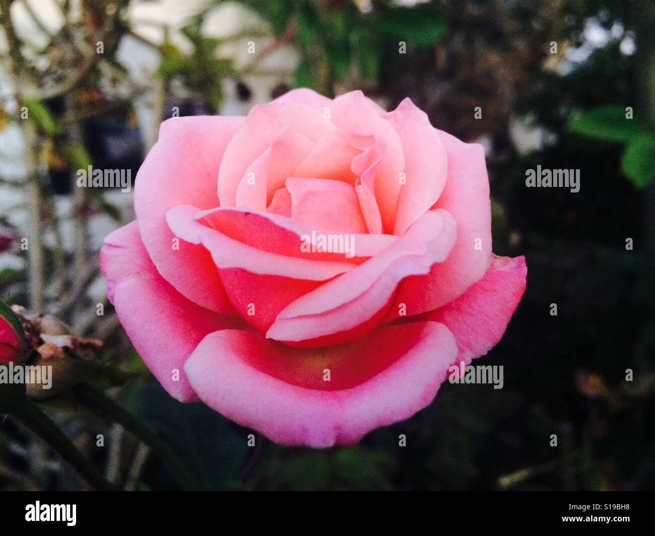 Rose flower Banque de photographies et d’images à haute résolution - Alamy