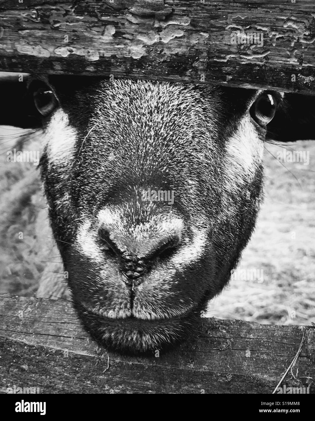 Goat faces Banque de photographies et d’images à haute résolution - Alamy