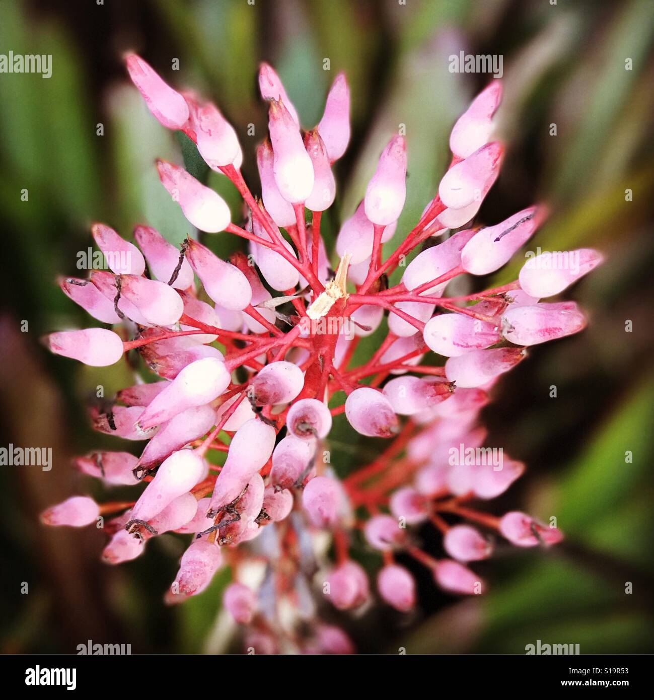 Pink flower buds Banque de photographies et d’images à haute résolution ...