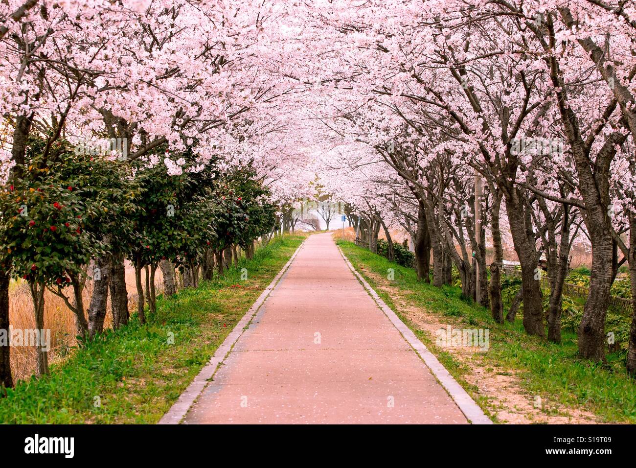 Fleurs de cerisier fleurs à Naju CITY, Corée du Sud Photo Stock - Alamy